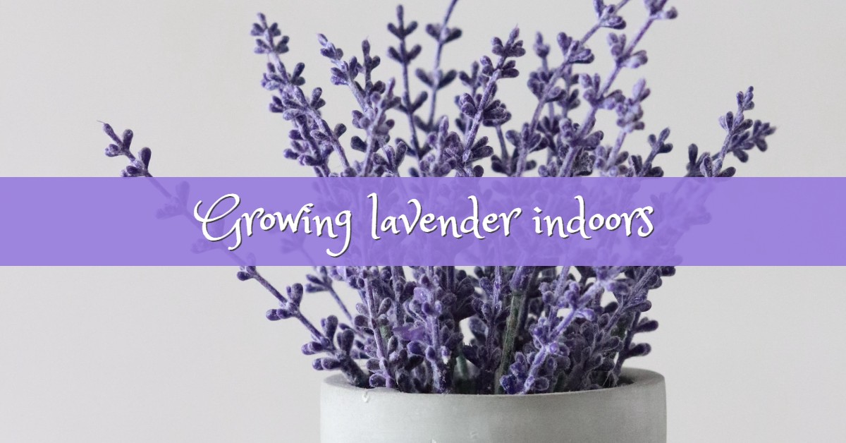Learning how lavender grows indoors - Dream Home Realty Centre